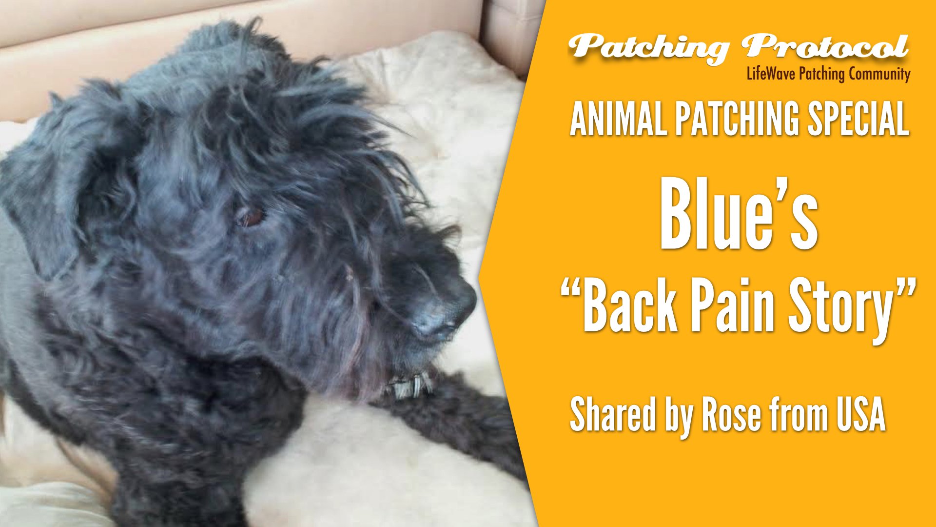 LIFEWAVE ANIMAL PATCHING - Back Pain Story