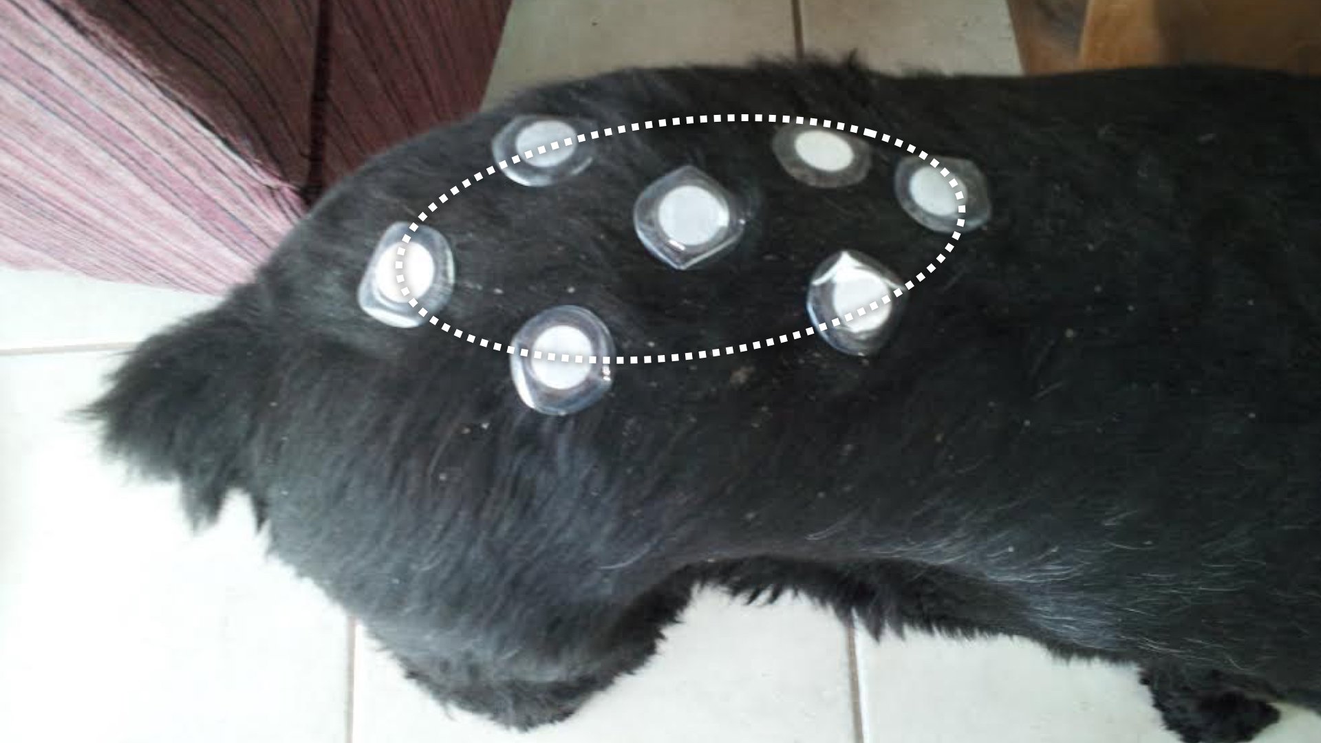 LIFEWAVE ANIMAL PATCHING – Back Pain Story – LifeWave Patching Protocol