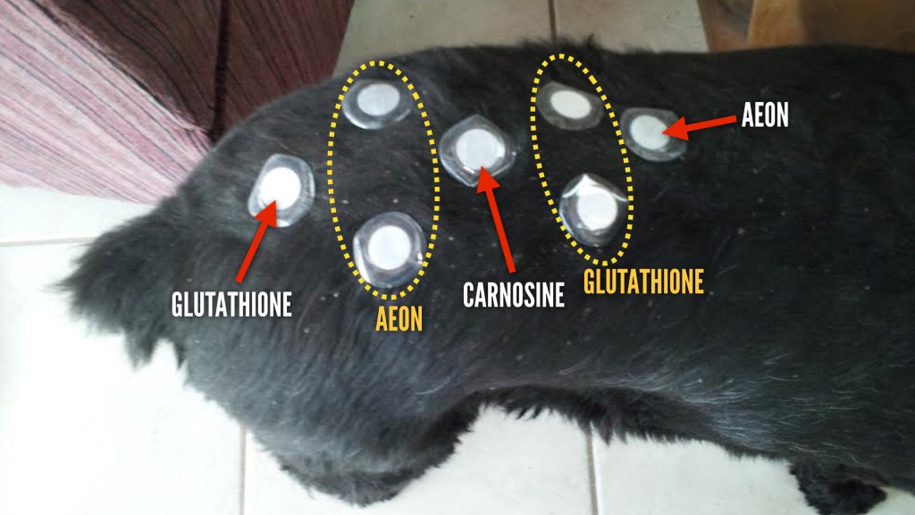 LIFEWAVE ANIMAL PATCHING – Back Pain Story – LifeWave Patching Protocol