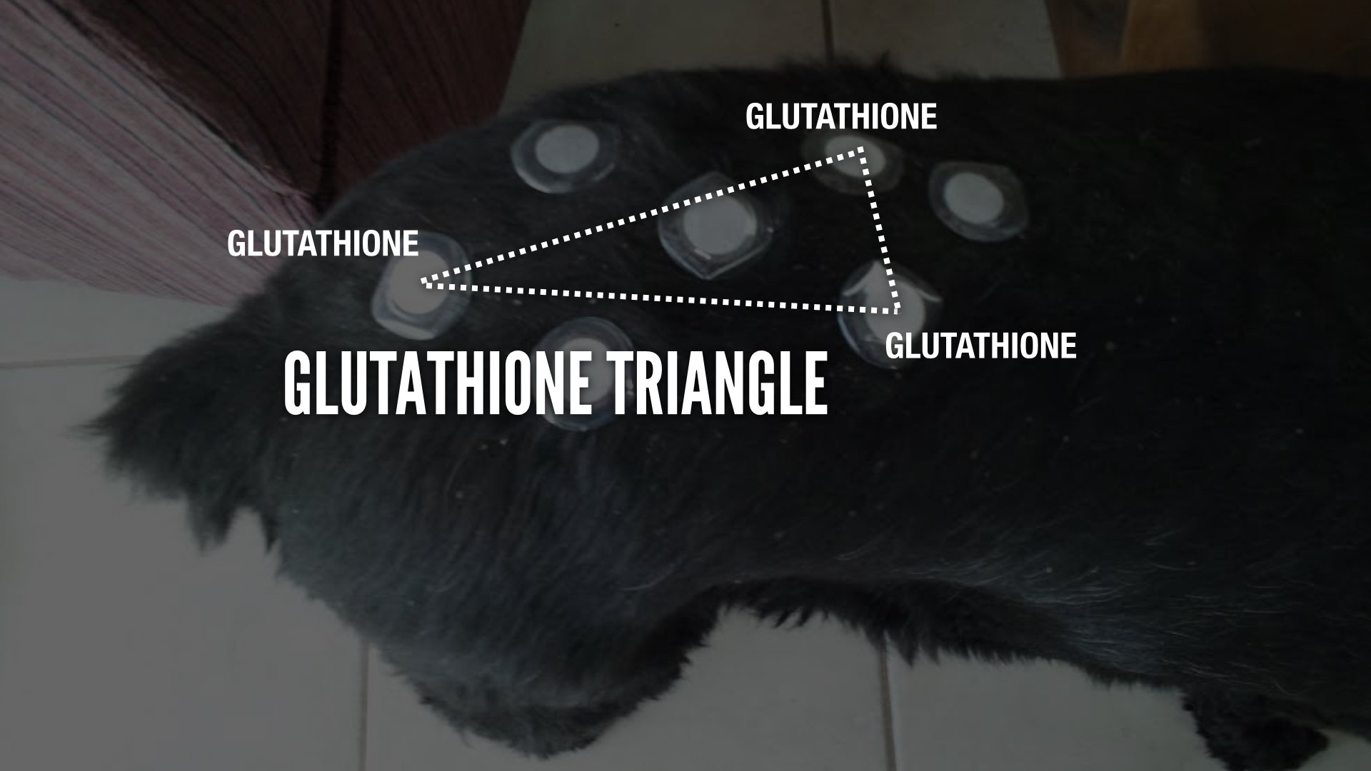 LIFEWAVE ANIMAL PATCHING – Back Pain Story – LifeWave Patching Protocol